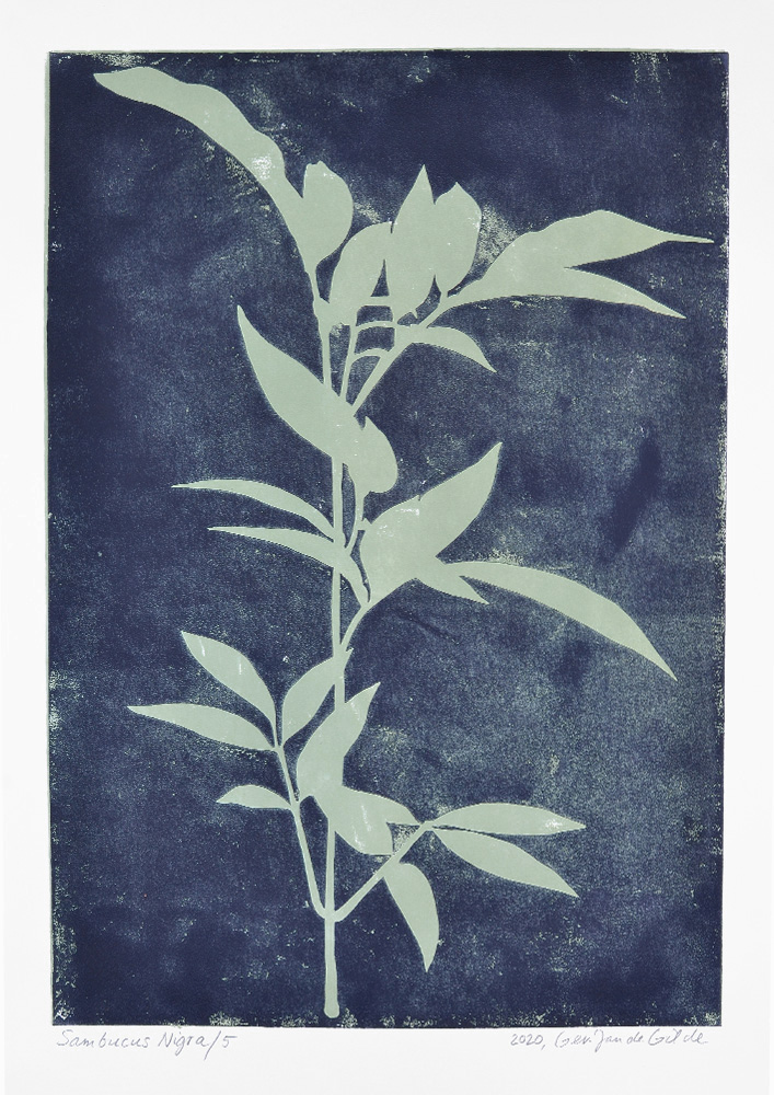 Original Plant Print, Sambucus Nigra/5 – PrintedPlant®