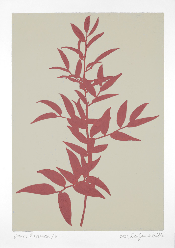 Original Plant Print, Danea Racemosa/6 – PrintedPlant®