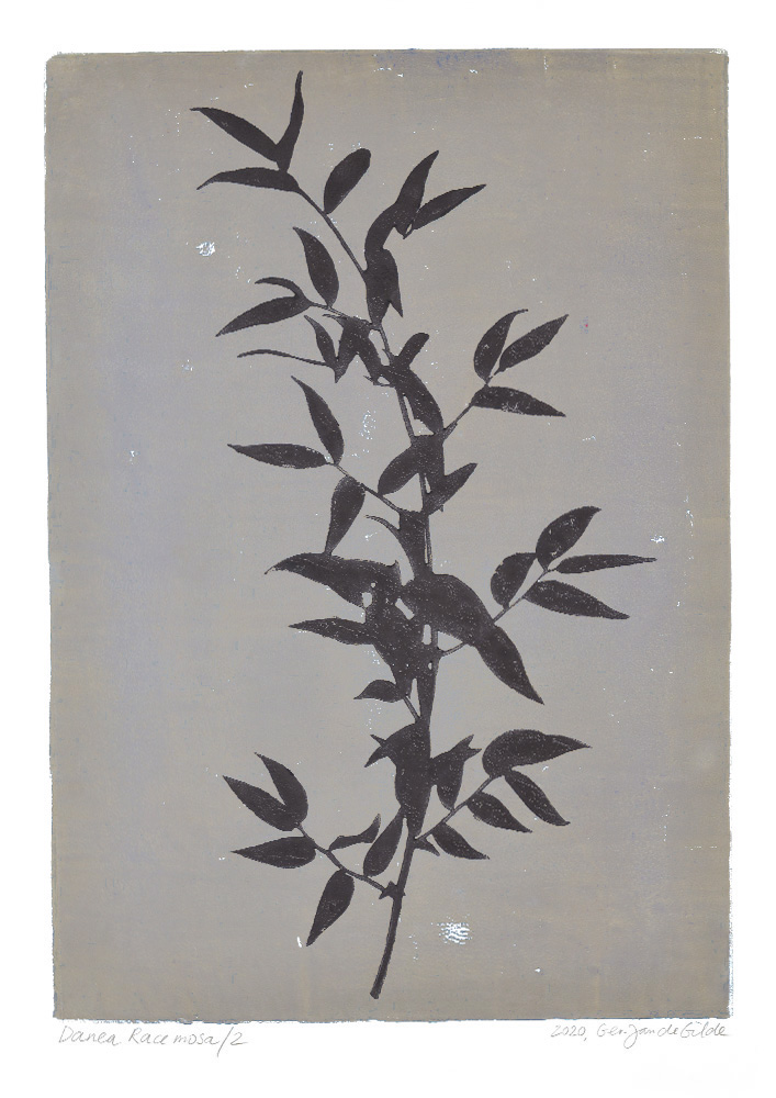 Original Plant Print, Danea Racemosa/2 – PrintedPlant®
