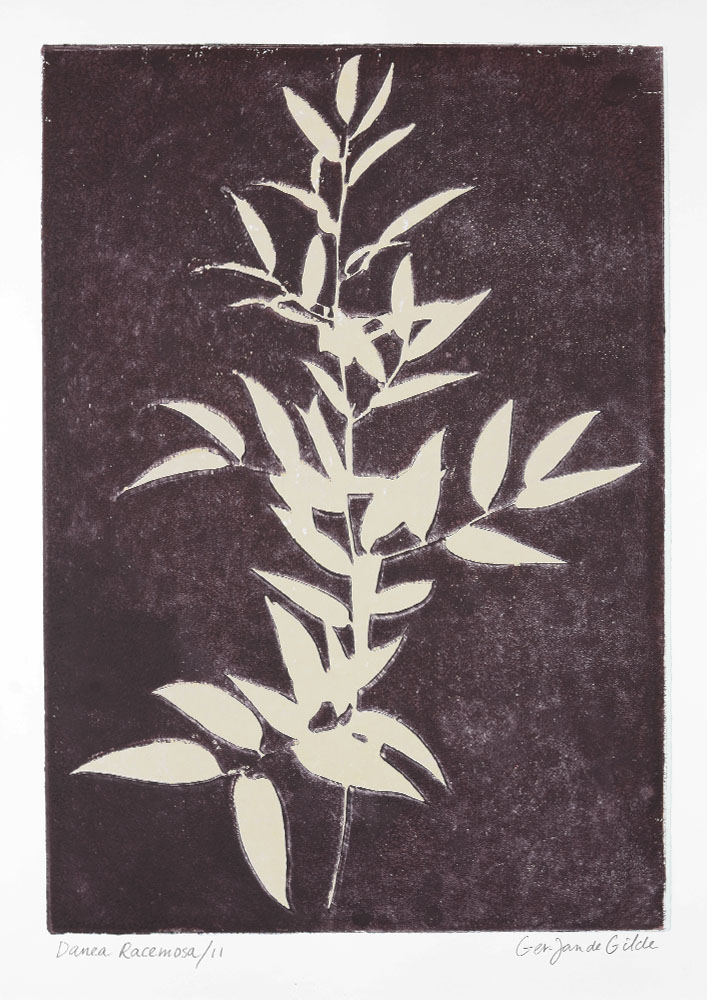 Original Plant Print, Danea Racemosa/11 – PrintedPlant®