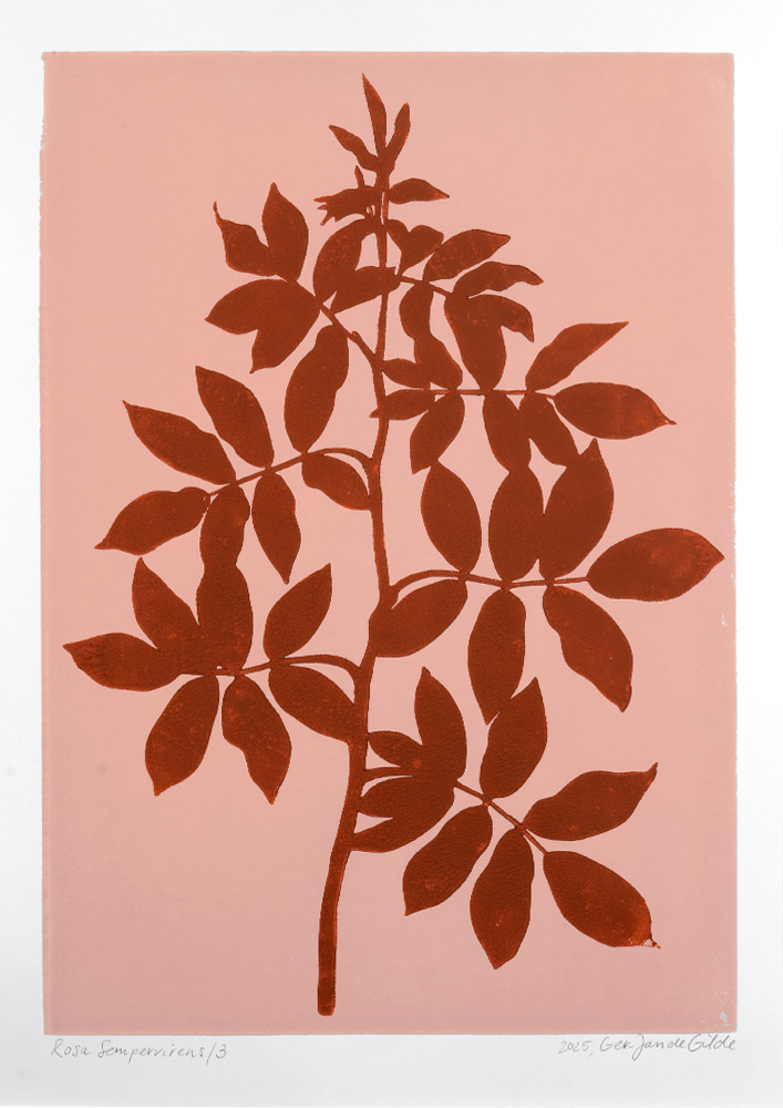 Original Plant Print, Rosa Sempervirens/3 – PrintedPlant®